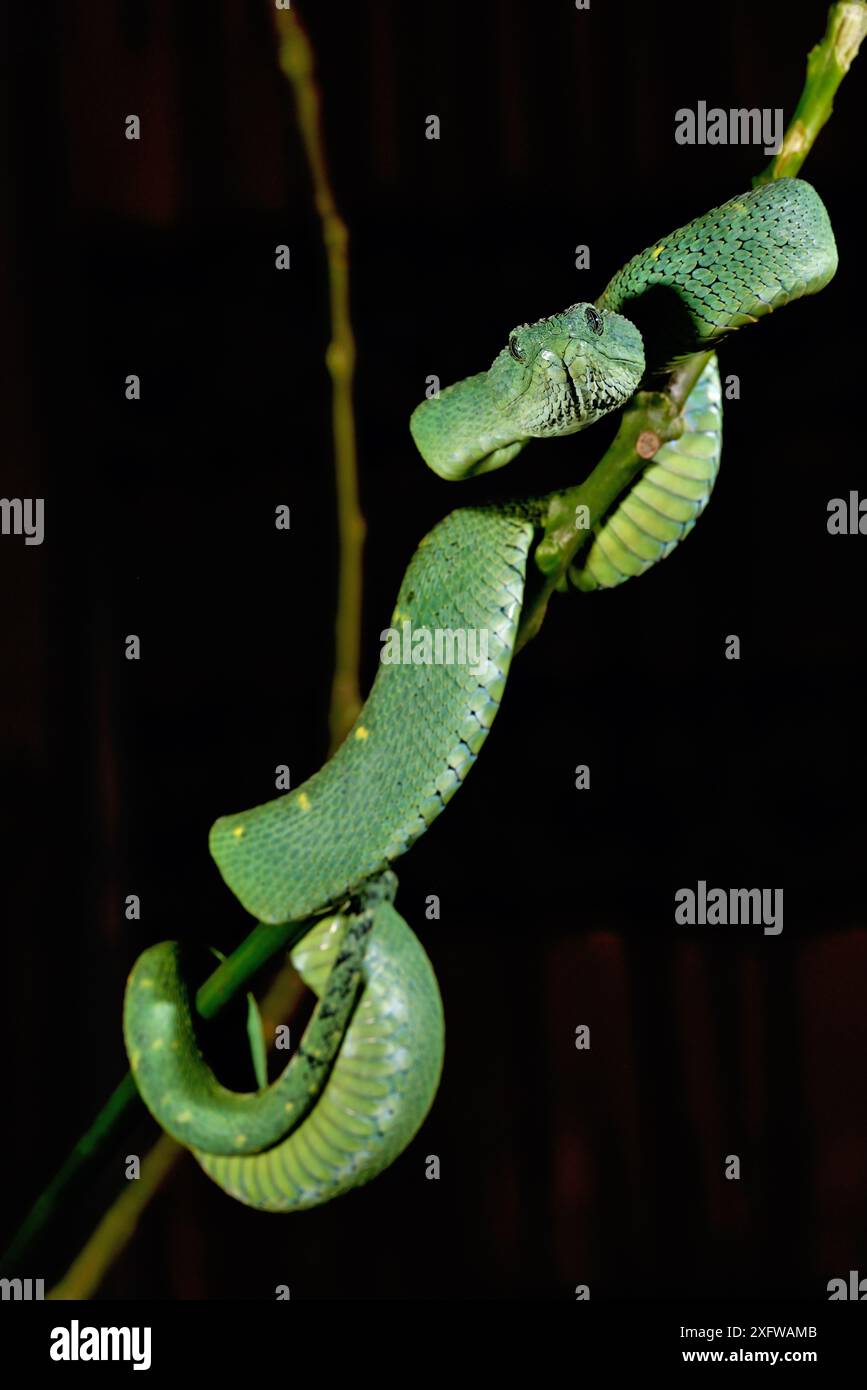 West African tree viper (Atheris chlorechis) portrait, Togo. Controlled ...