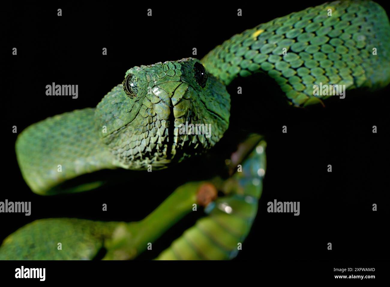 West African tree viper (Atheris chlorechis) portrait, Togo. Controlled ...