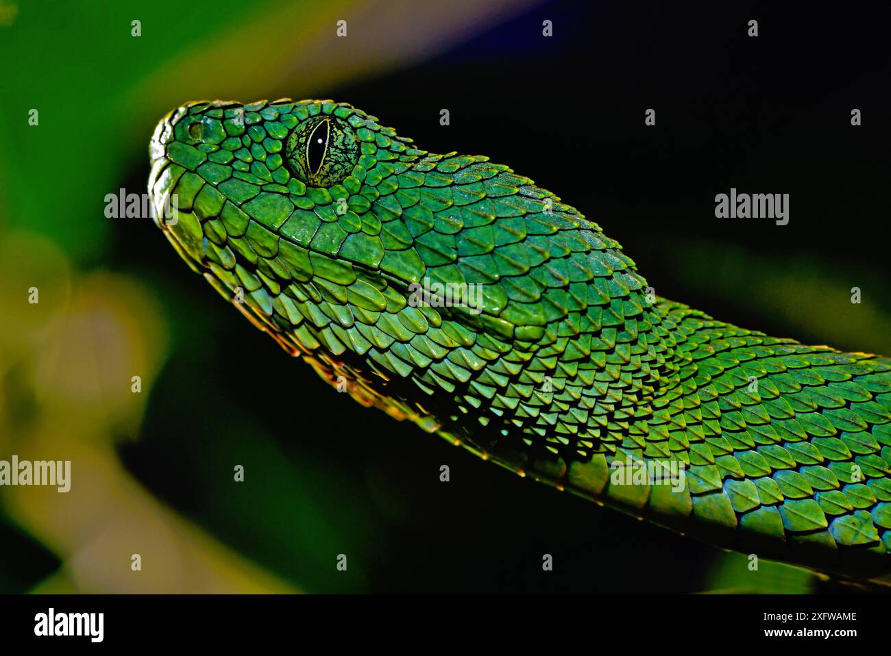 West African tree viper (Atheris chlorechis) portrait, Togo. Controlled ...