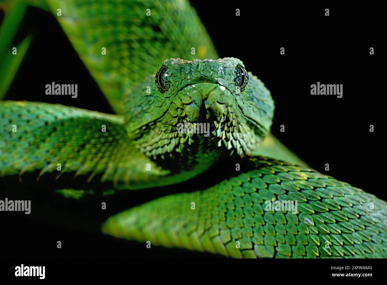 West African tree viper (Atheris chlorechis) portrait, Togo. Controlled ...