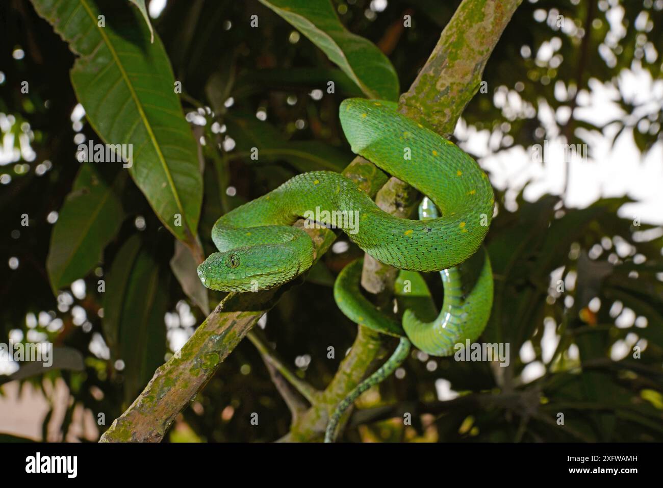 West african tree viper hi-res stock photography and images - Alamy