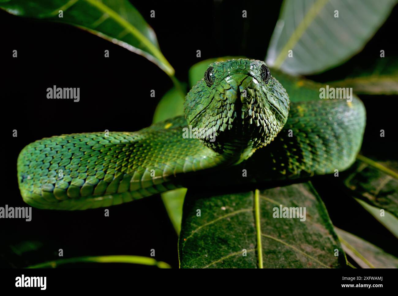 African tree snakes hi-res stock photography and images - Alamy