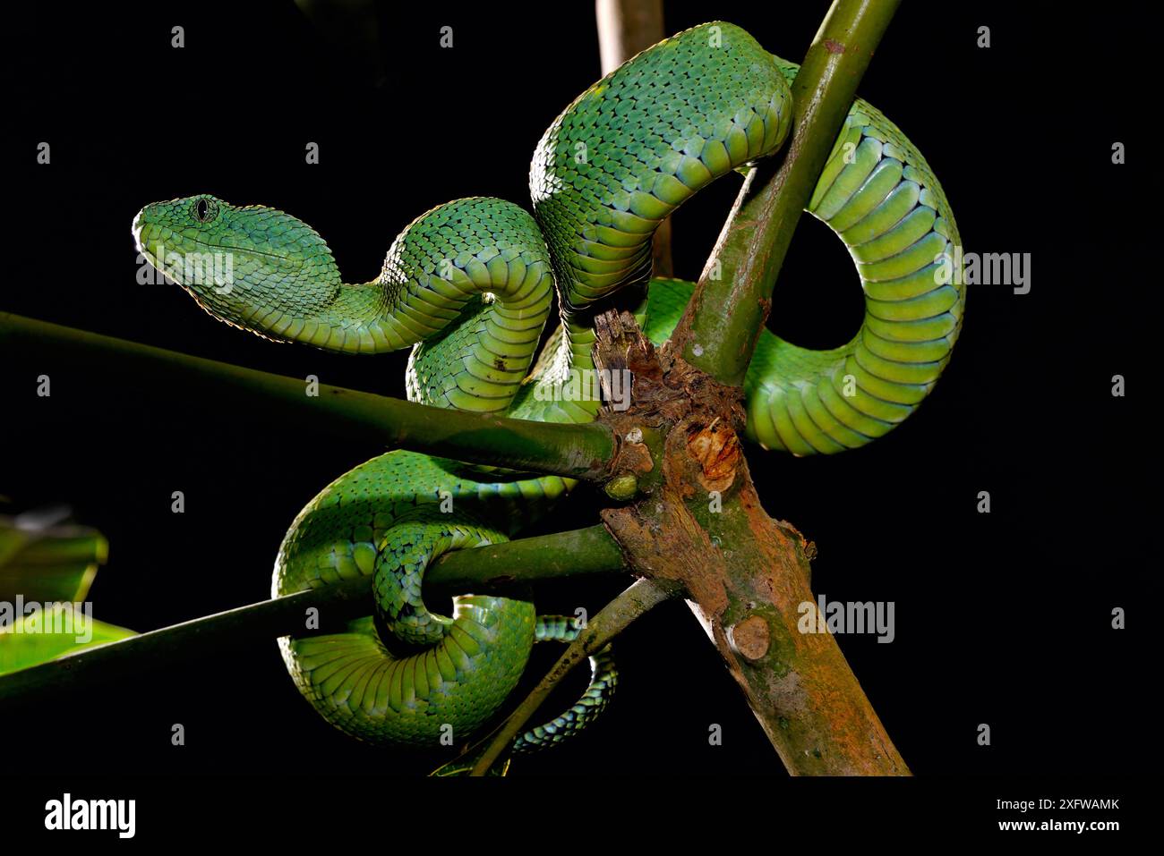 African tree snakes hi-res stock photography and images - Alamy