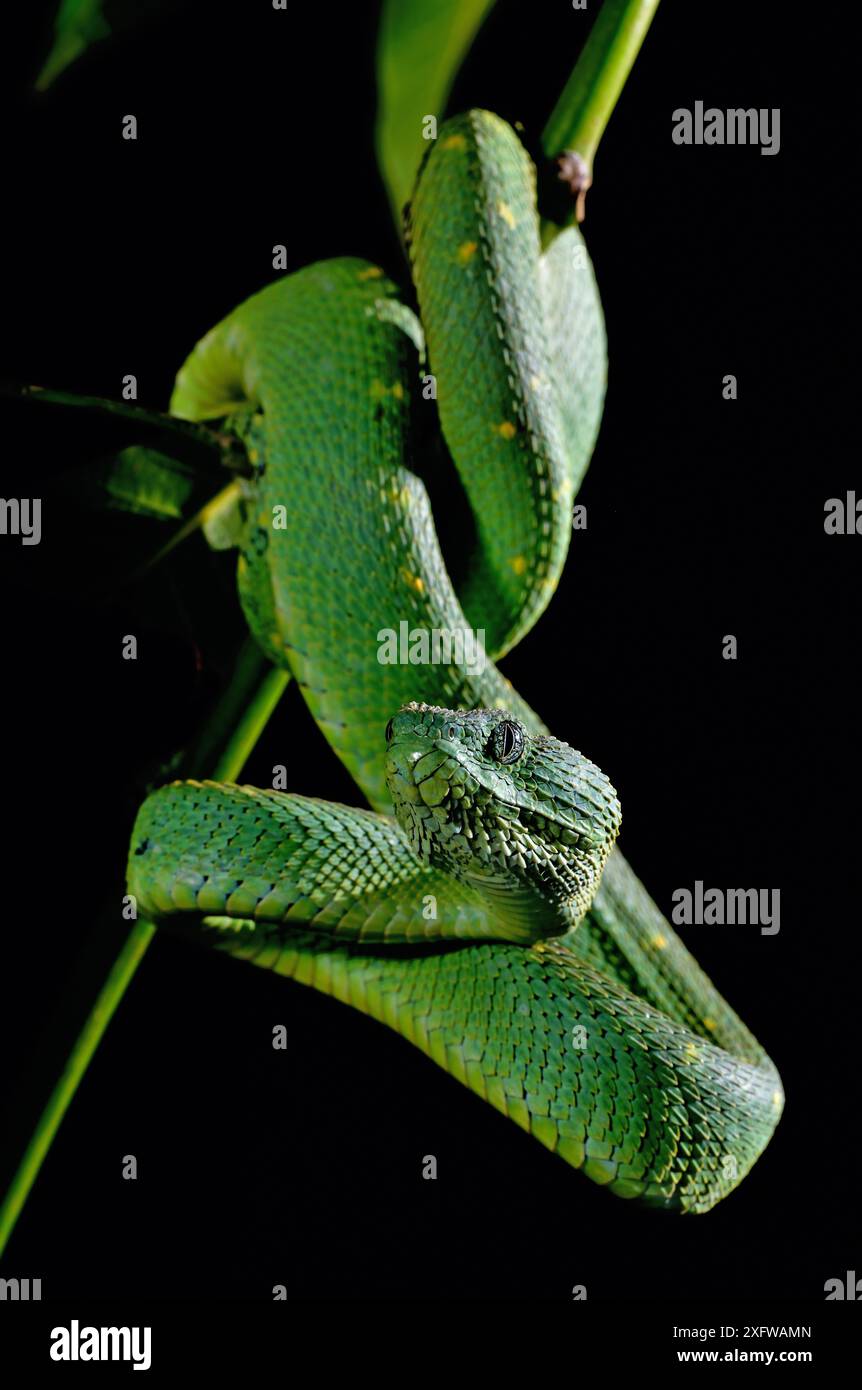 West African tree viper (Atheris chlorechis) portrait, Togo. Controlled ...