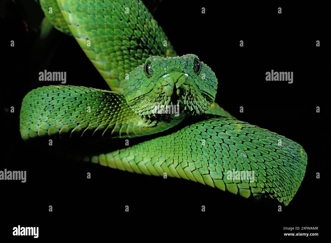 West African tree viper (Atheris chlorechis) portrait, Togo. Controlled ...