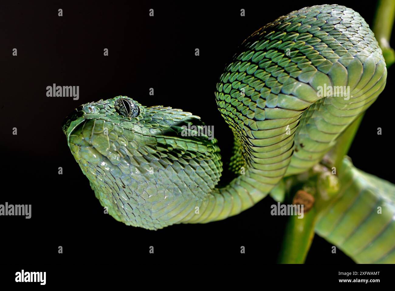 West African tree viper (Atheris chlorechis) portrait, Togo. Controlled ...