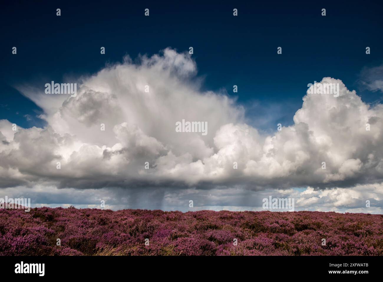 Storm clouds (cumulonimbus) building over Minera Moors, with Heather ...