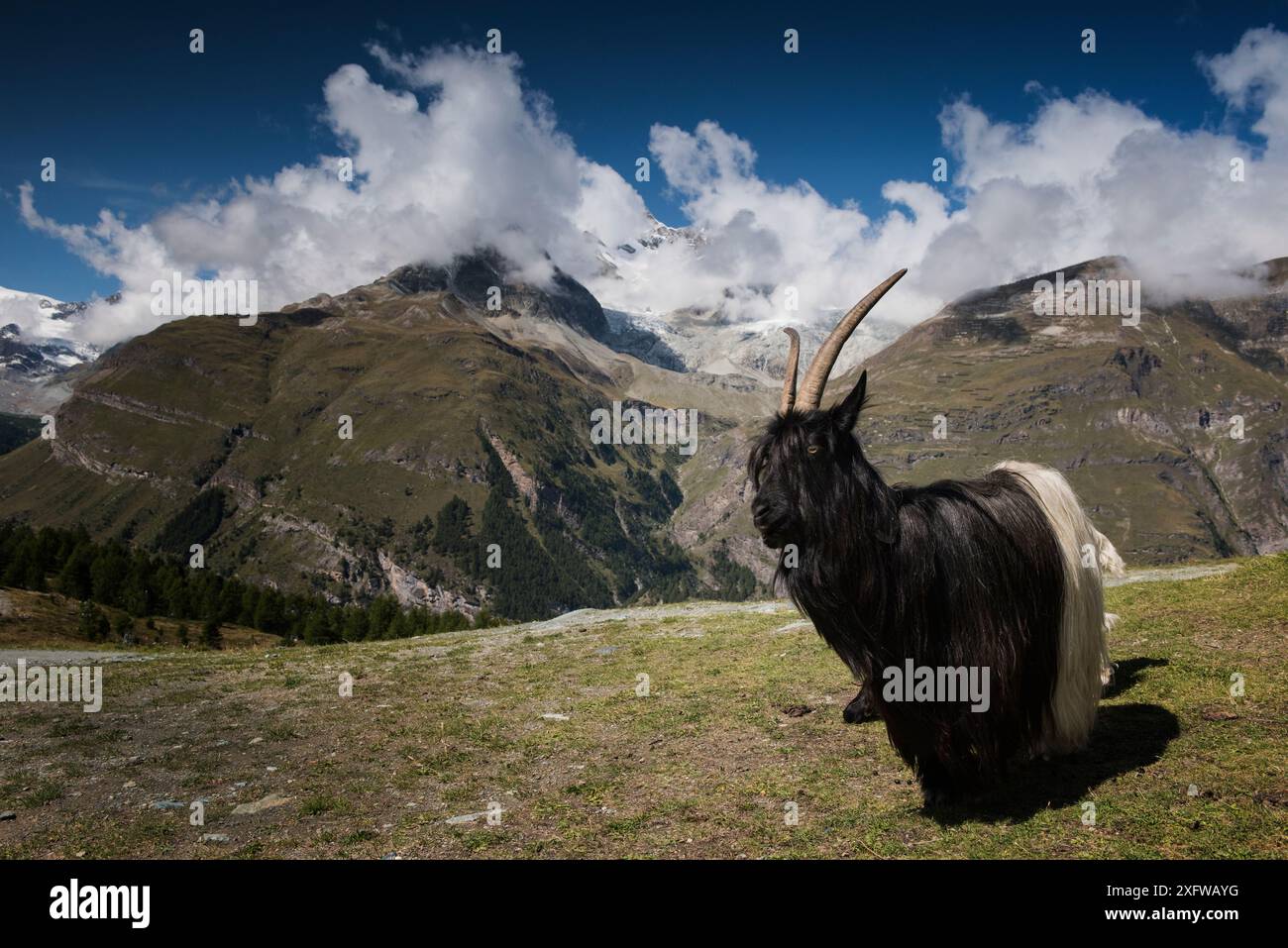 Valais Blackneck domestic goat on mountains near Sunnegga, Zermatt ...