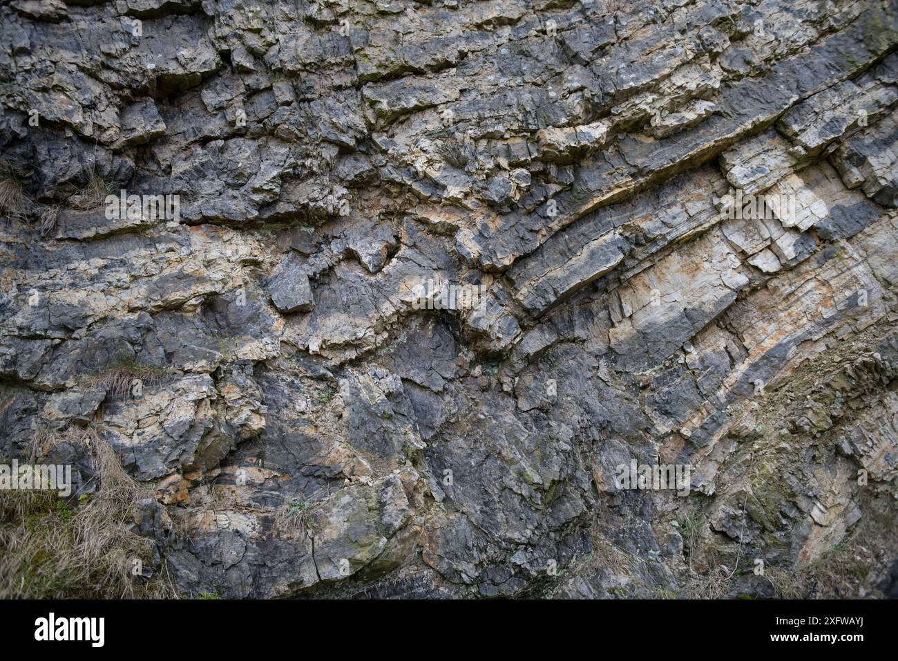 Silicified limestone hi-res stock photography and images - Alamy