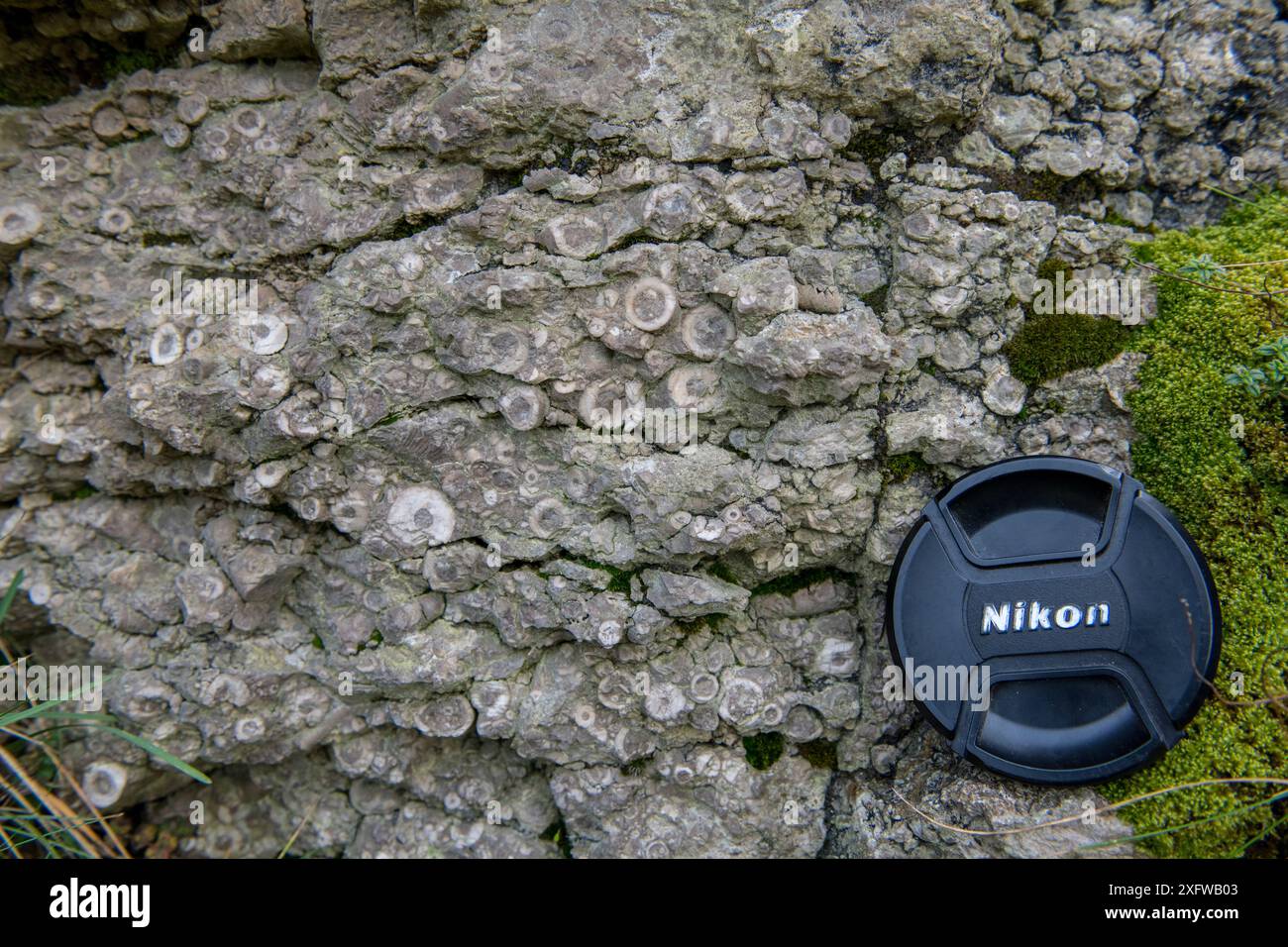 Carbonifeous (Dinantian) Crinoidal Limestone, with camera lens cap for ...