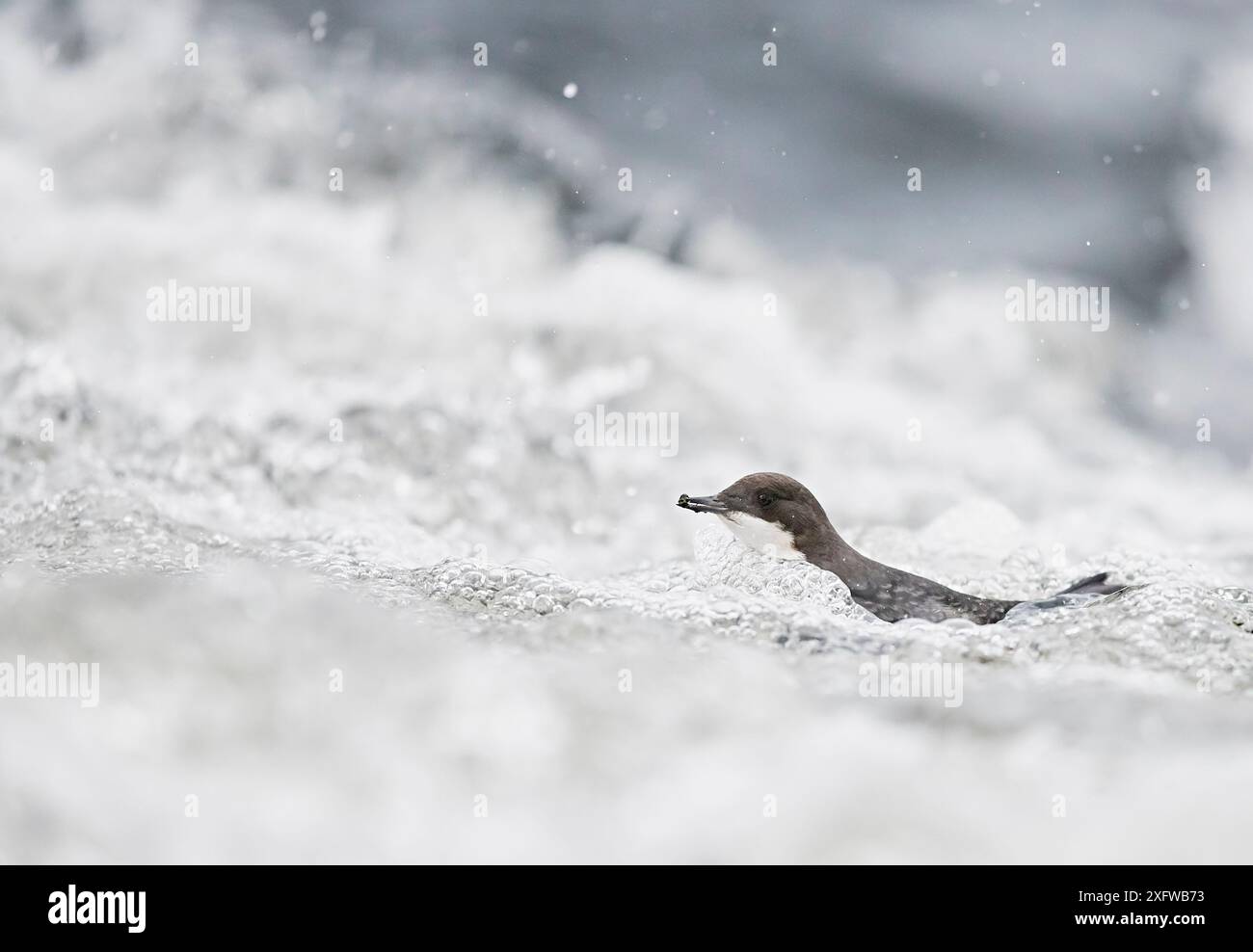 White breasted dipper cinclus hi-res stock photography and images - Alamy