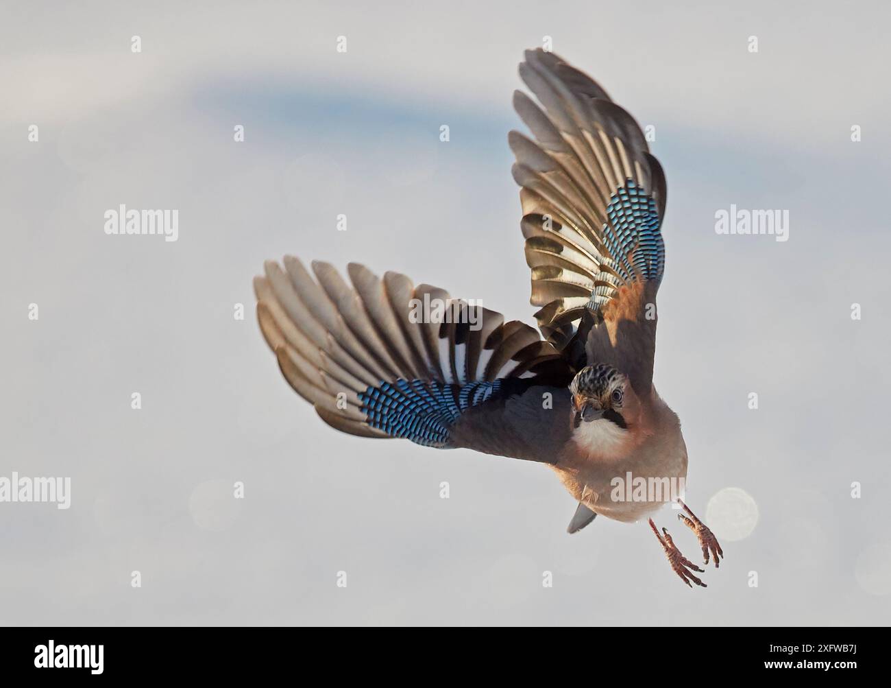 Eurasian jay flying hi-res stock photography and images - Alamy