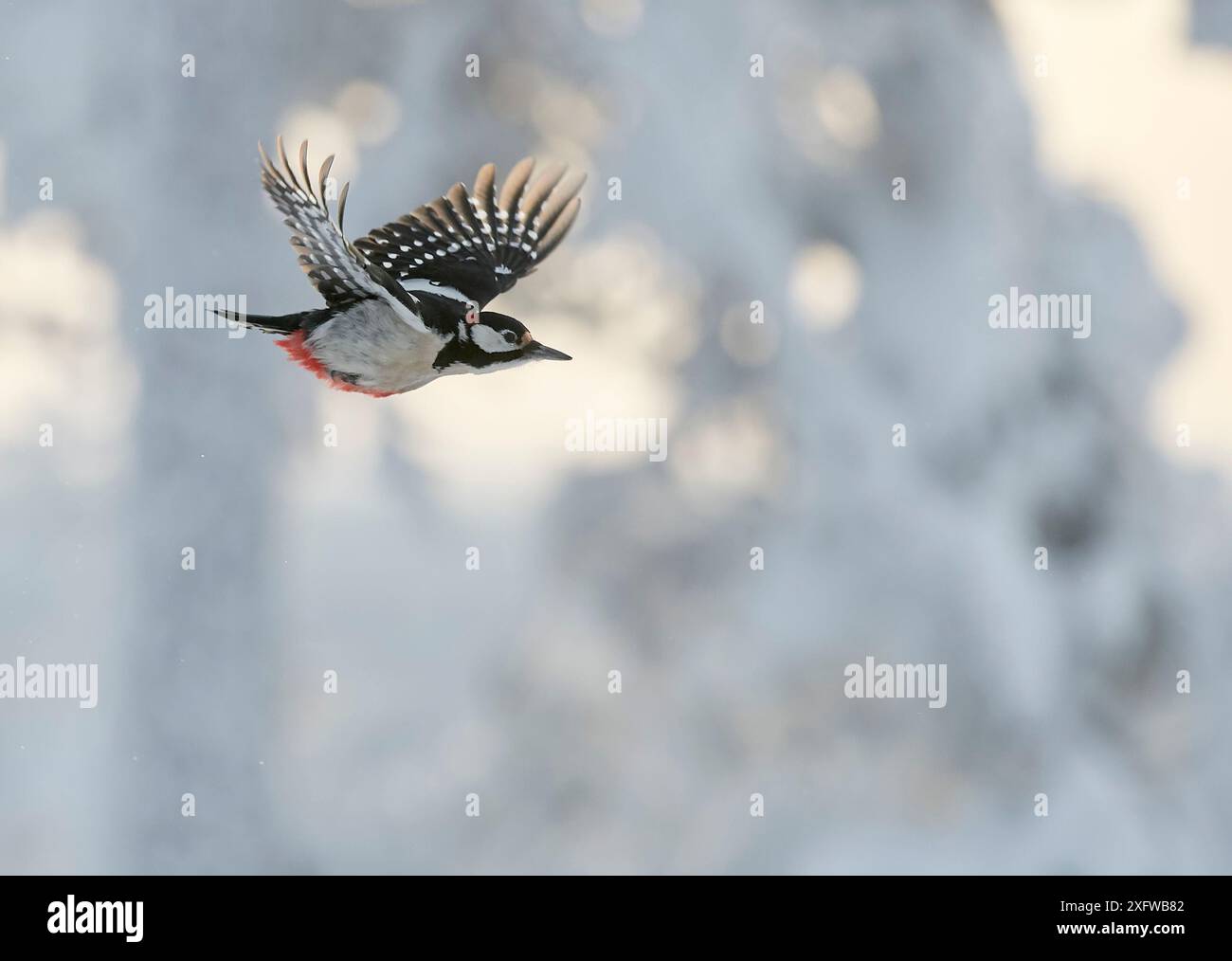 Flying past snow covered trees hi-res stock photography and images - Alamy