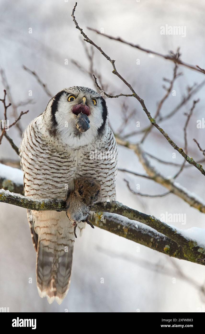 Pellet animal hi-res stock photography and images - Alamy