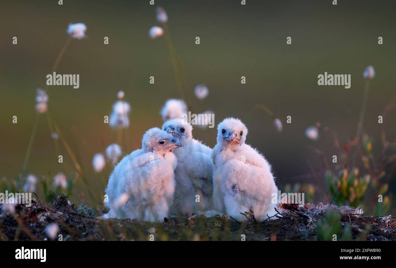 Peregrine falcon chiks (Falco peregrinus) chicks in nest, Vaala ...