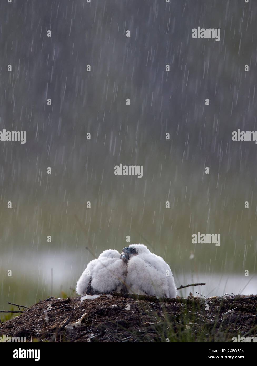 Falco peregrinus rain hi-res stock photography and images - Alamy