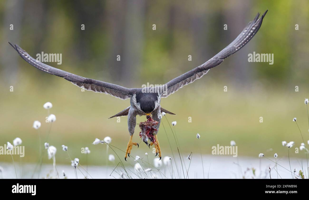 Peregrine falcon (Falco peregrinus) in flight over cotton grass ...