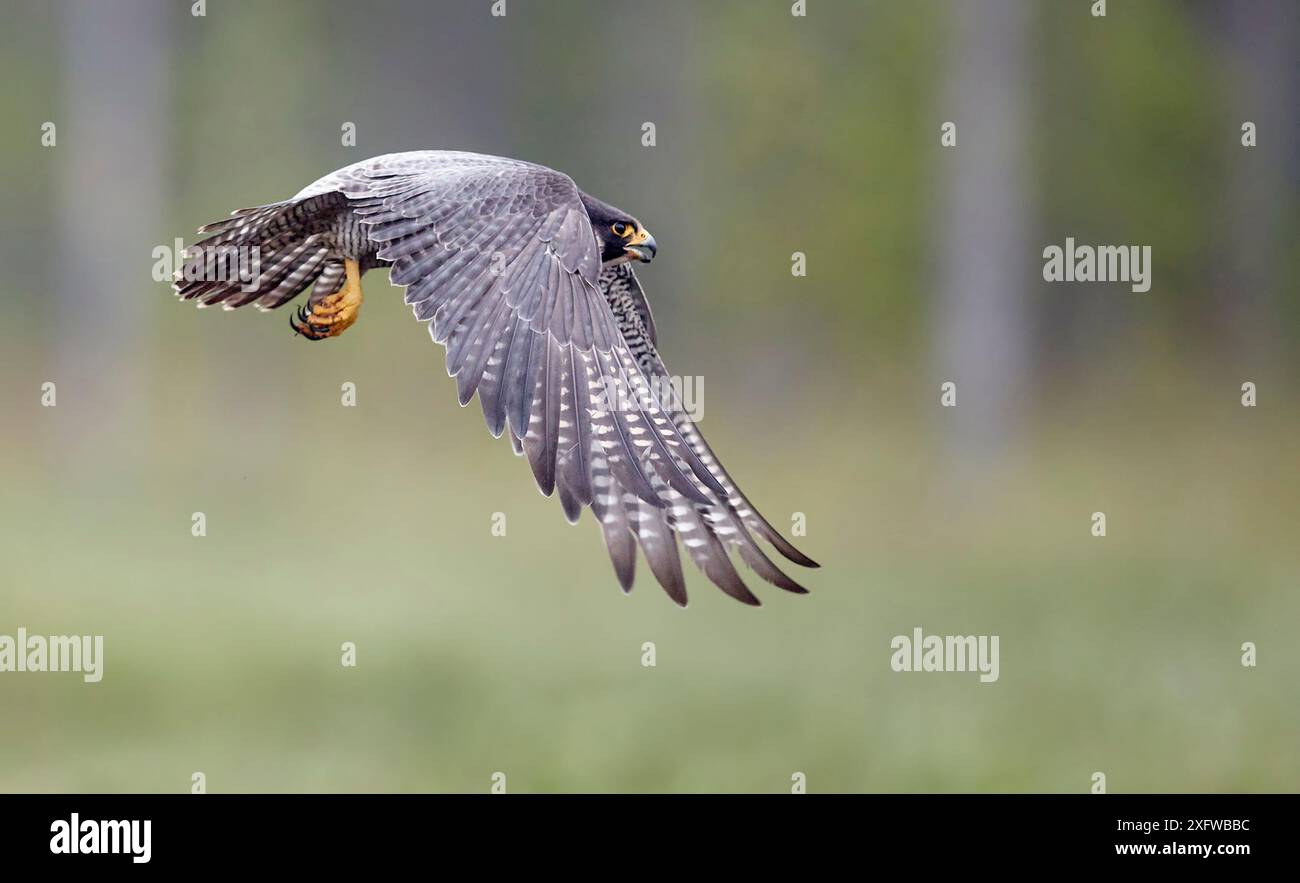 Peregrine falcon (Falco peregrinus) in flight, Vaala, Finland, June ...