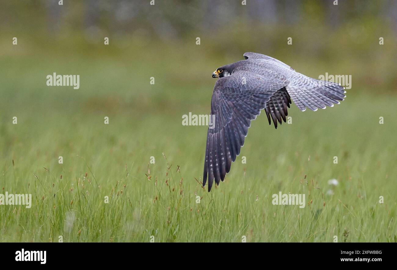 Peregrine falcon (Falco peregrinus) flying, Vaala, Finland, June Stock ...