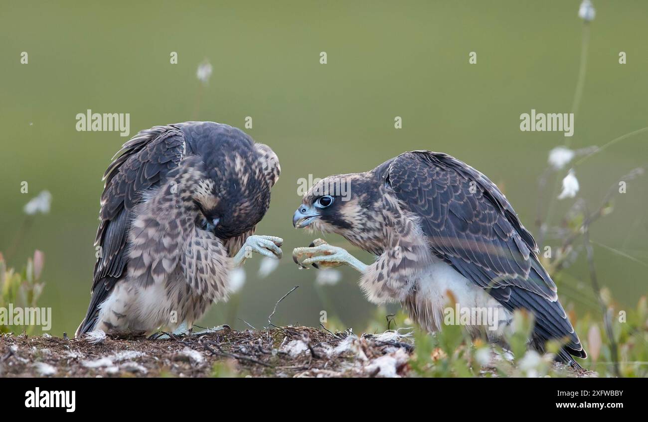 Peregrine falcon (Falco peregrinus) fledglings preening, Vaala, Finland ...