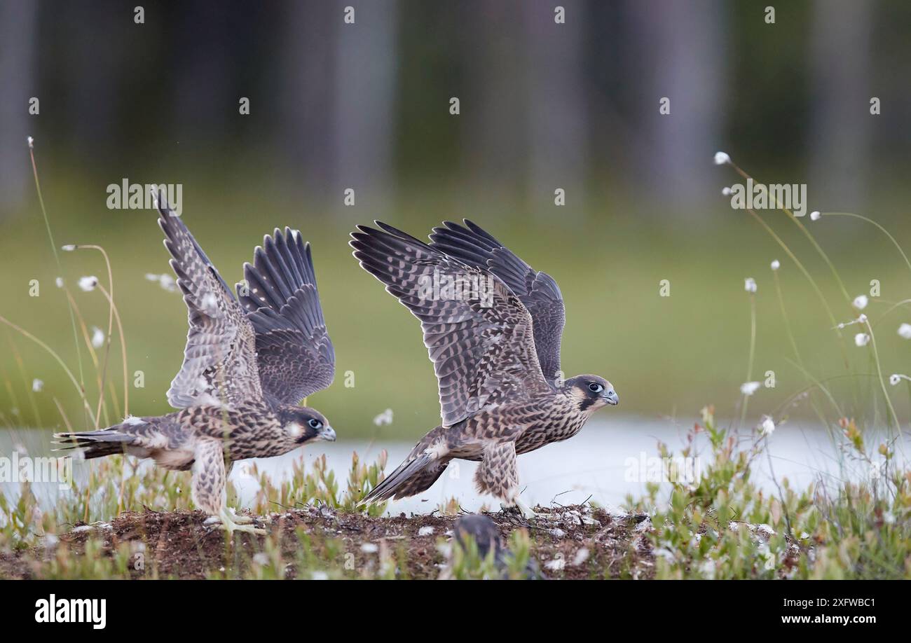 Peregrine falcon (Falco peregrinus) fledglings exercising wings, Vaala ...