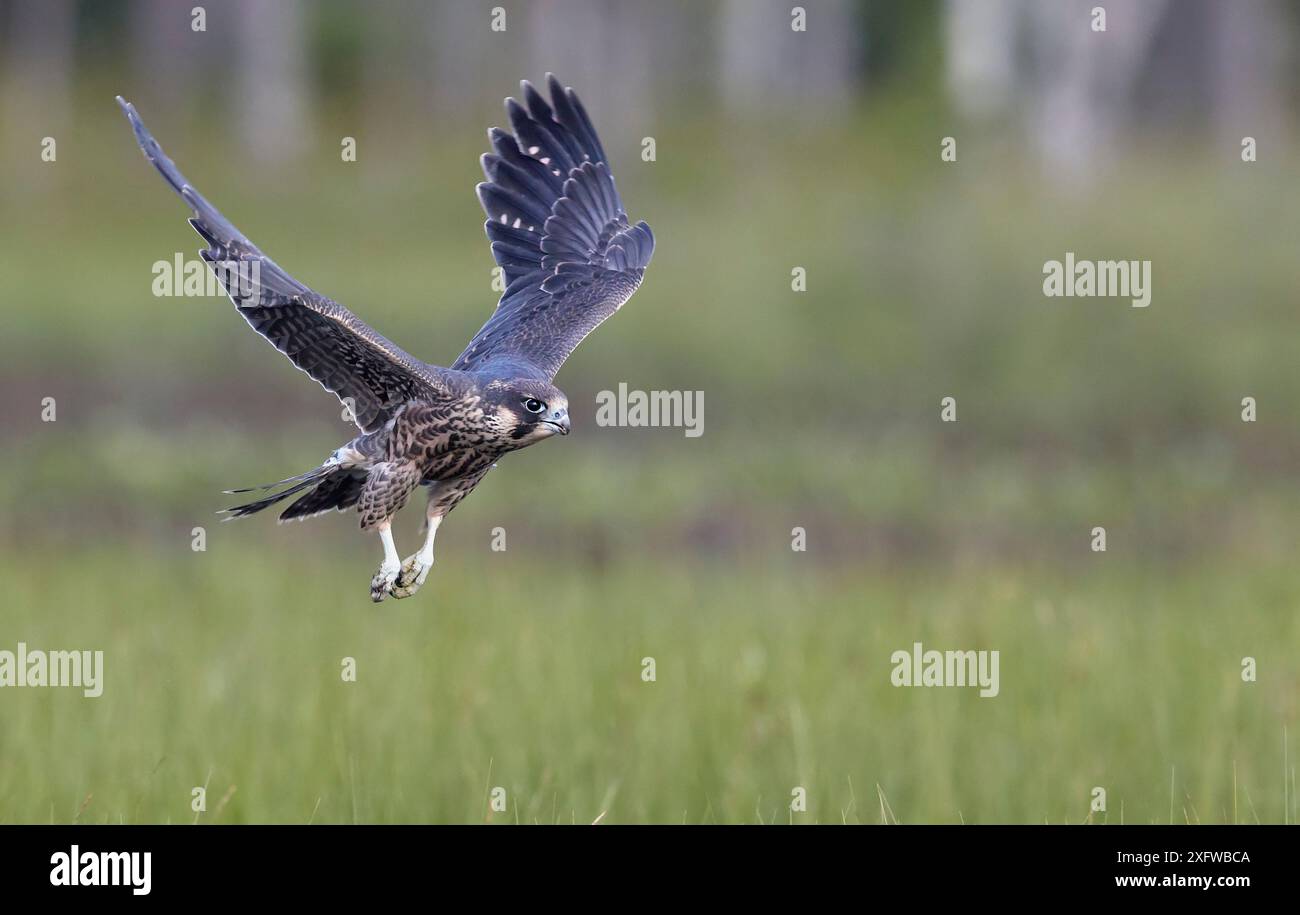 Peregrine falcon (Falco peregrinus) fledgling on first flight, Vaala ...