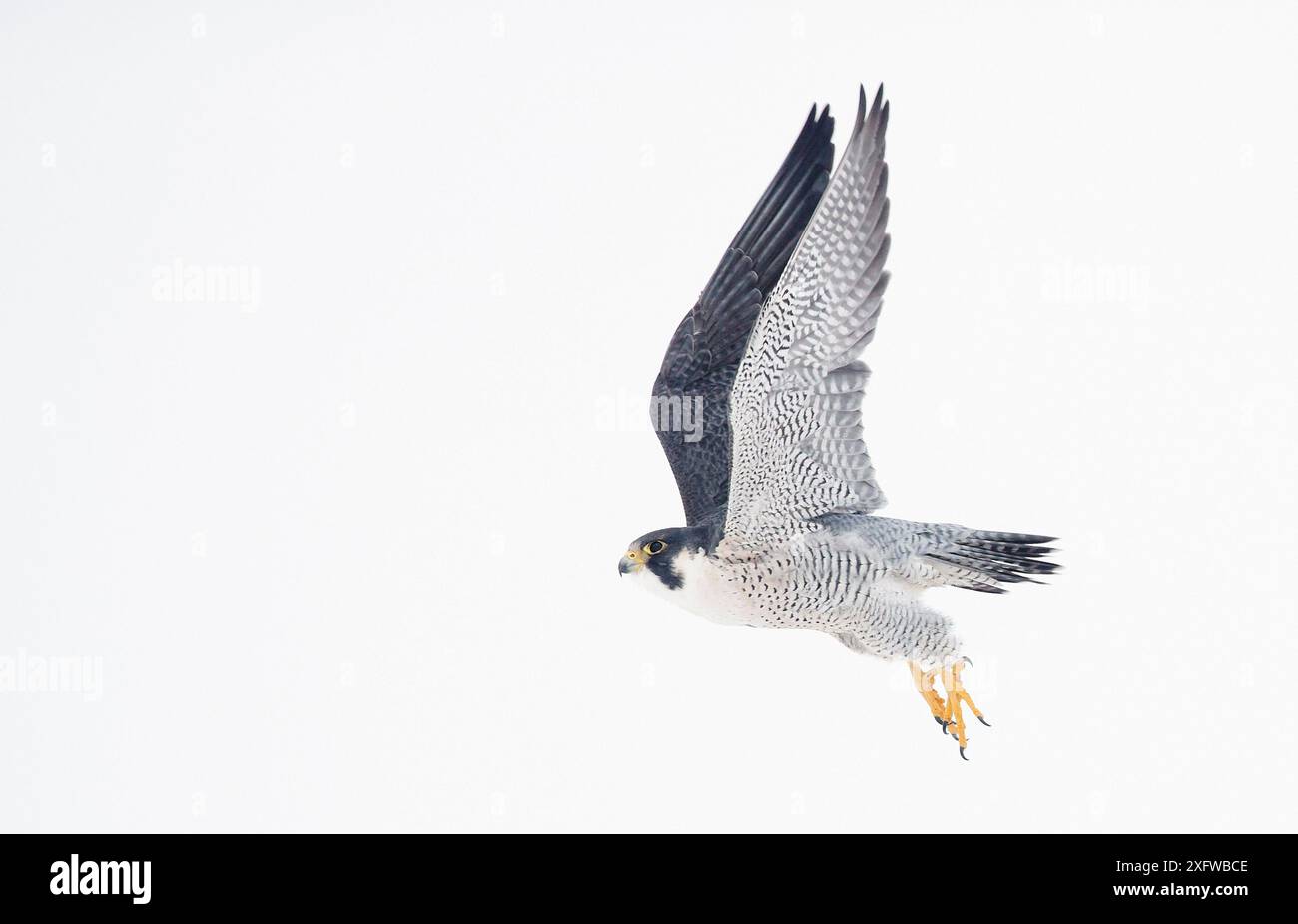 Canada falcon bird hi-res stock photography and images - Alamy
