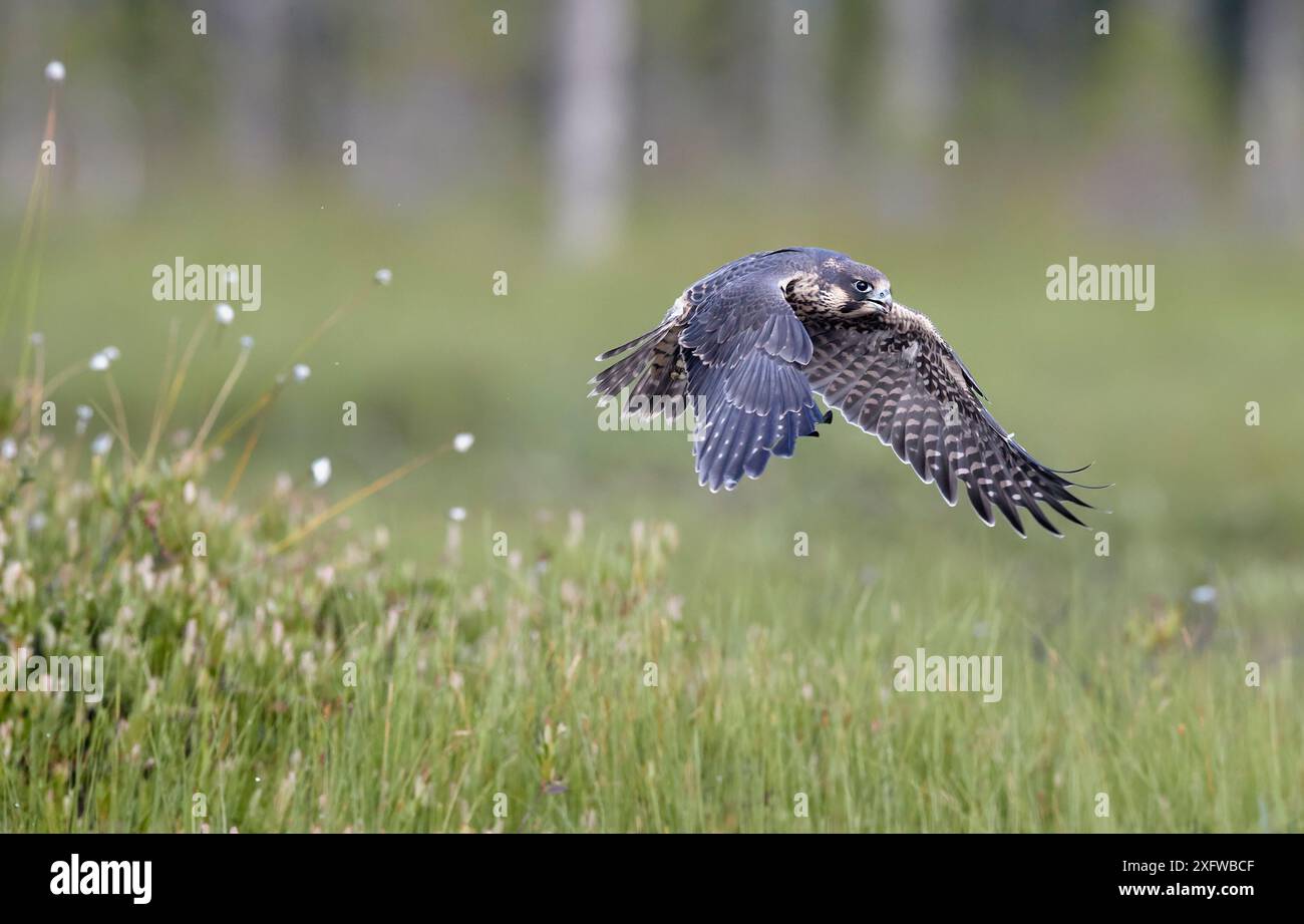 First flight fledgling bird hi-res stock photography and images - Alamy