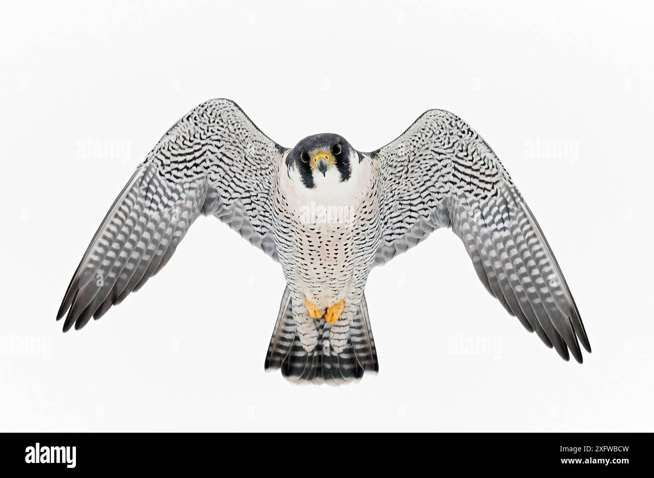 Peregrine falcon (Falco peregrinus) in flight, Canada, January Stock ...