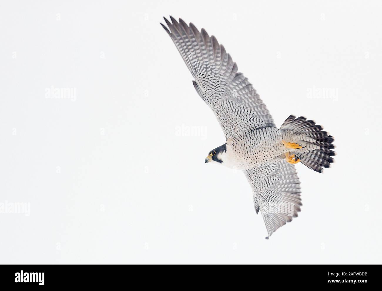 Canada falcon bird hi-res stock photography and images - Alamy