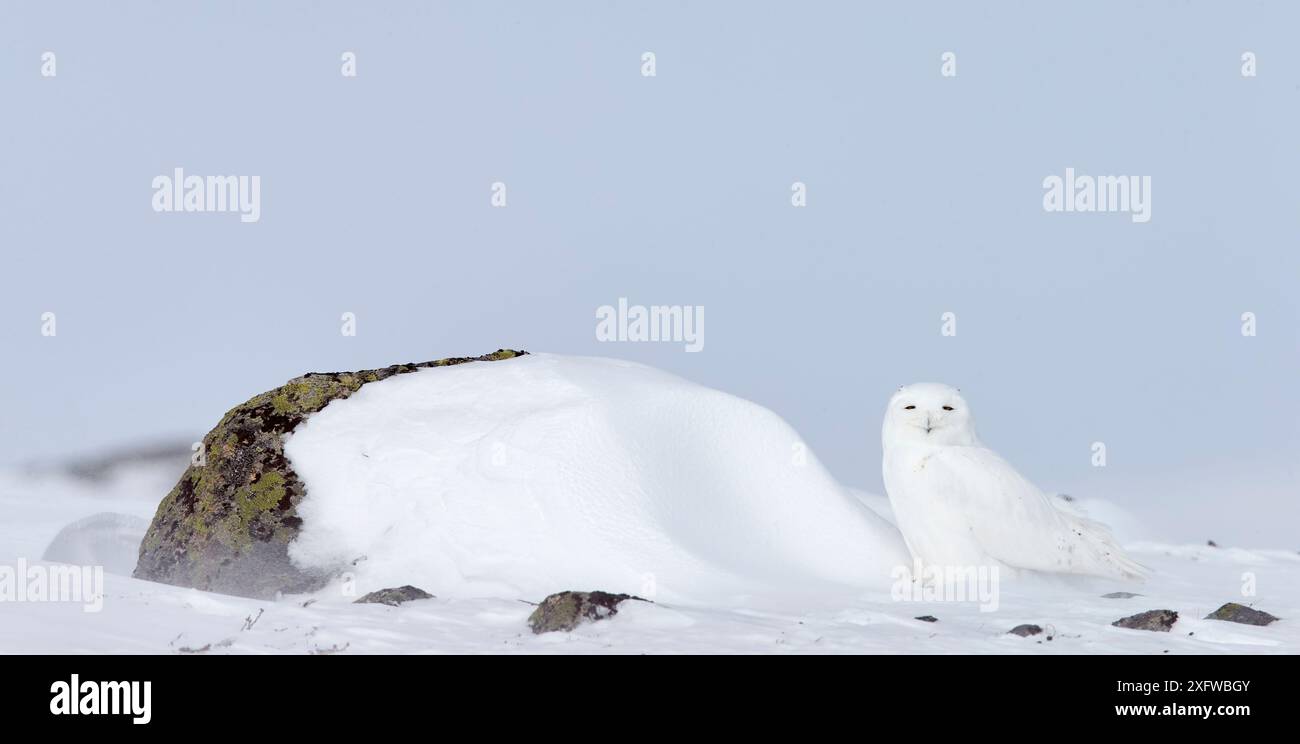 Male snowy owls hi-res stock photography and images - Alamy
