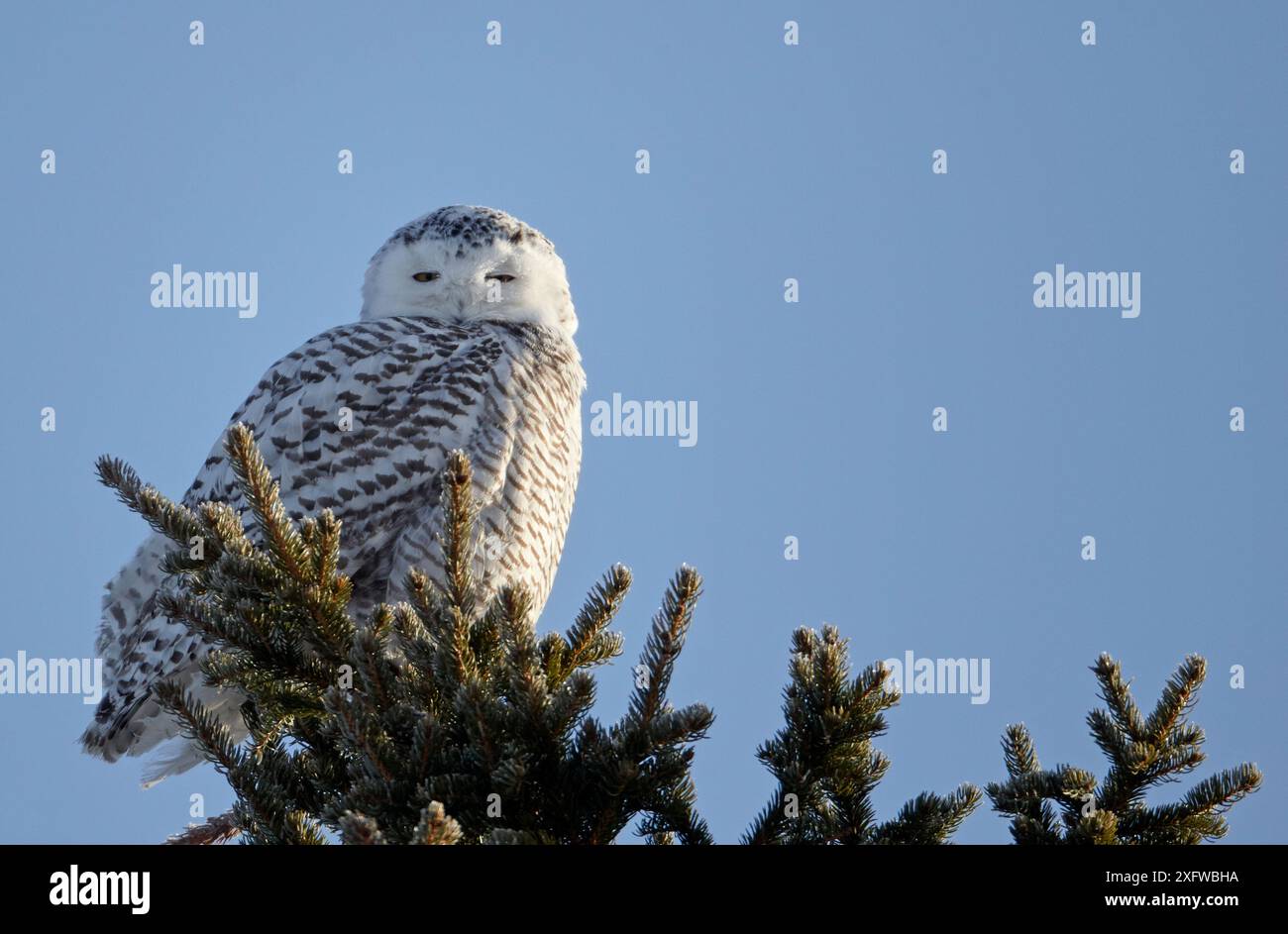 Strix nyctea hi-res stock photography and images - Alamy