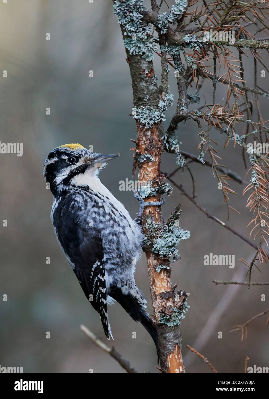 Three-toed woodpecker (Picoides tridactylus) male, Helsinki, Finland ...