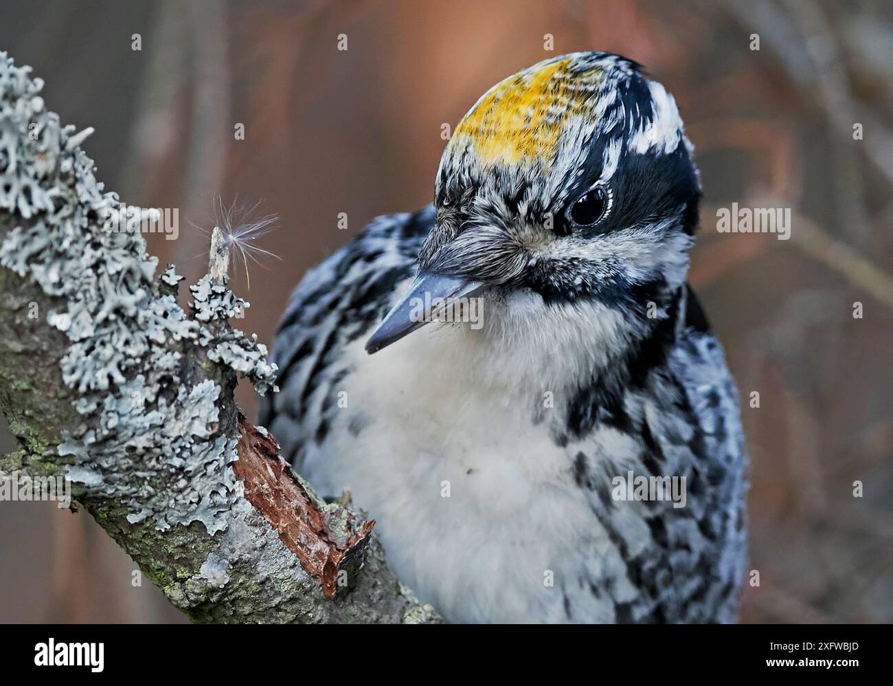 Three toed woodpeckers picoides hi-res stock photography and images - Alamy