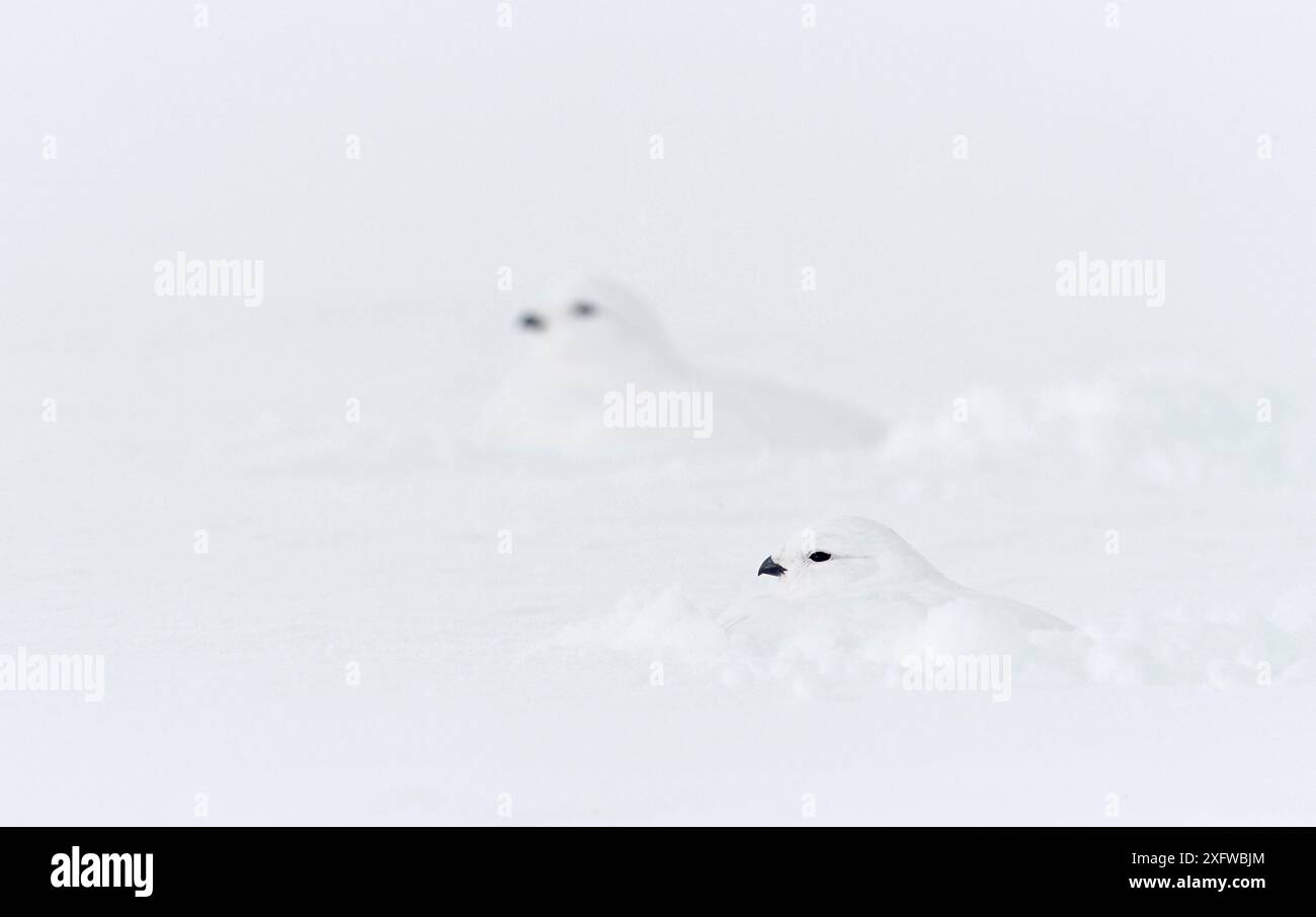 Willow ptarmigan cave hi-res stock photography and images - Alamy