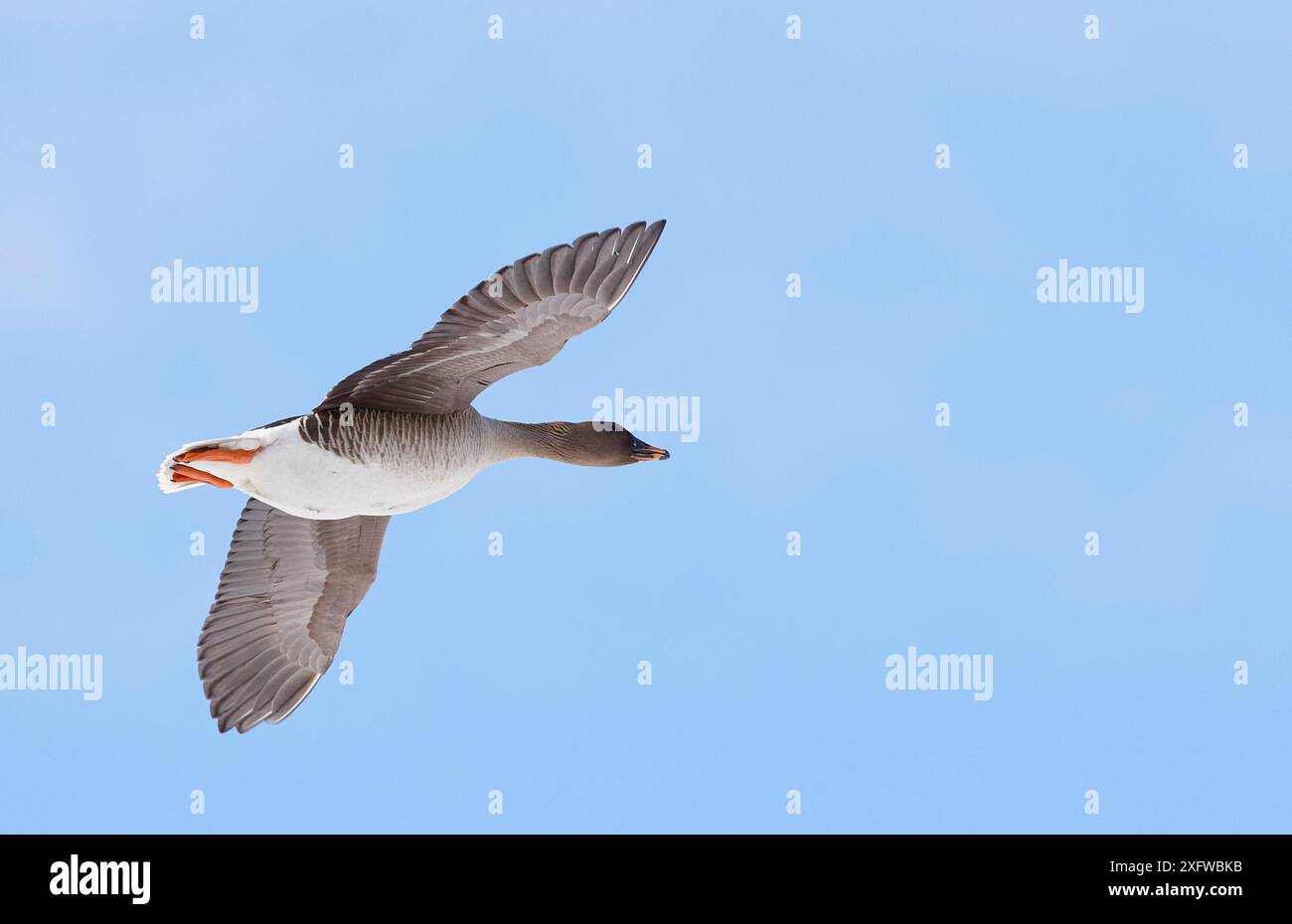 Bean goose flight hi-res stock photography and images - Alamy