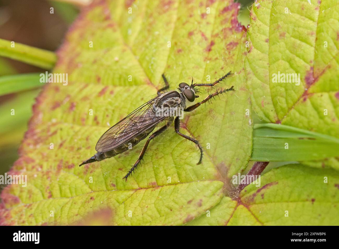 Kite-tailed robberfly (Machimus atricapillus) Hutchinson's Bank, New ...