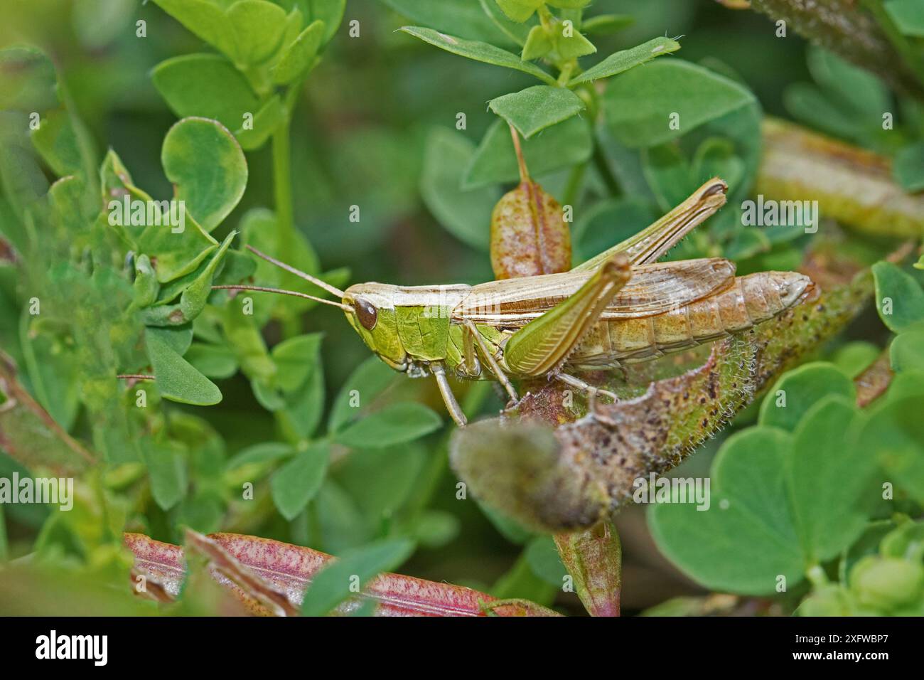 Meadow grasshopper (Chorthippus parallelus) male, Sutcliffe Park Nature ...