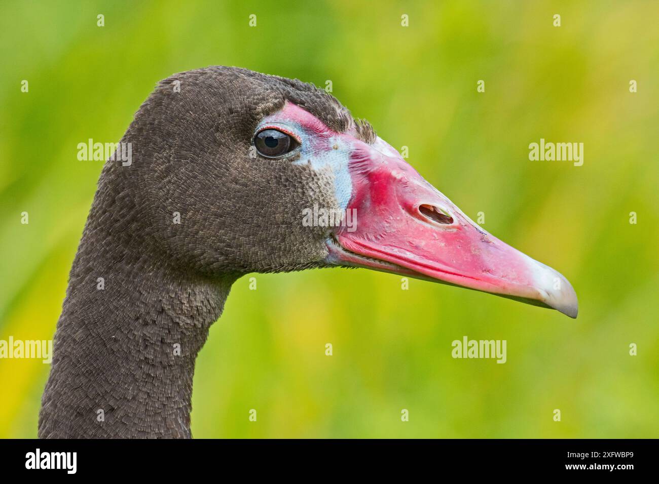 Black spur-winged goose (Plectopterus gambensis niger) captive, occurs ...