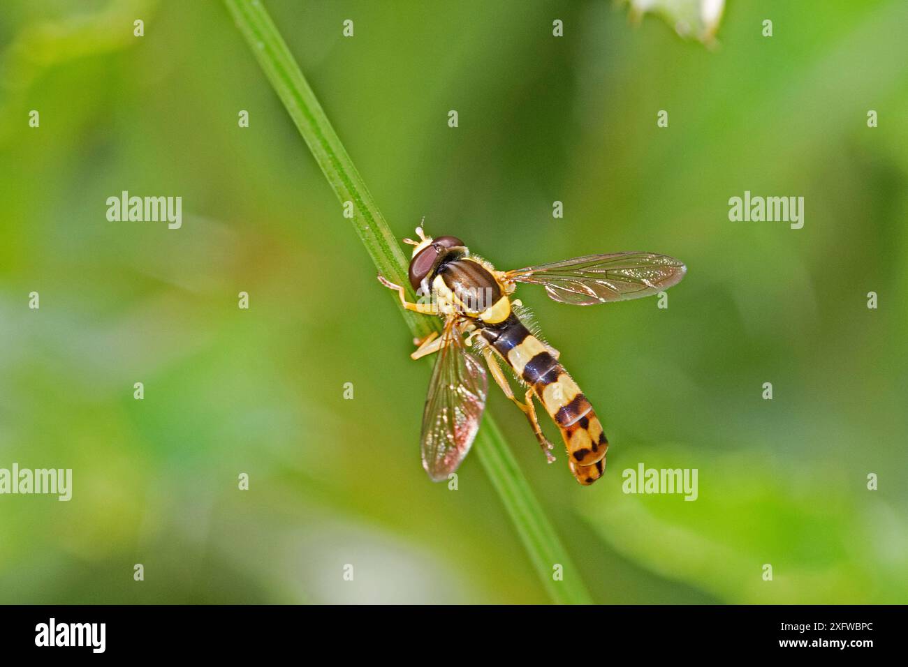 Hoverfly (Sphaerophoria taeniata) Brockley Cemetery, Lewisham, London ...