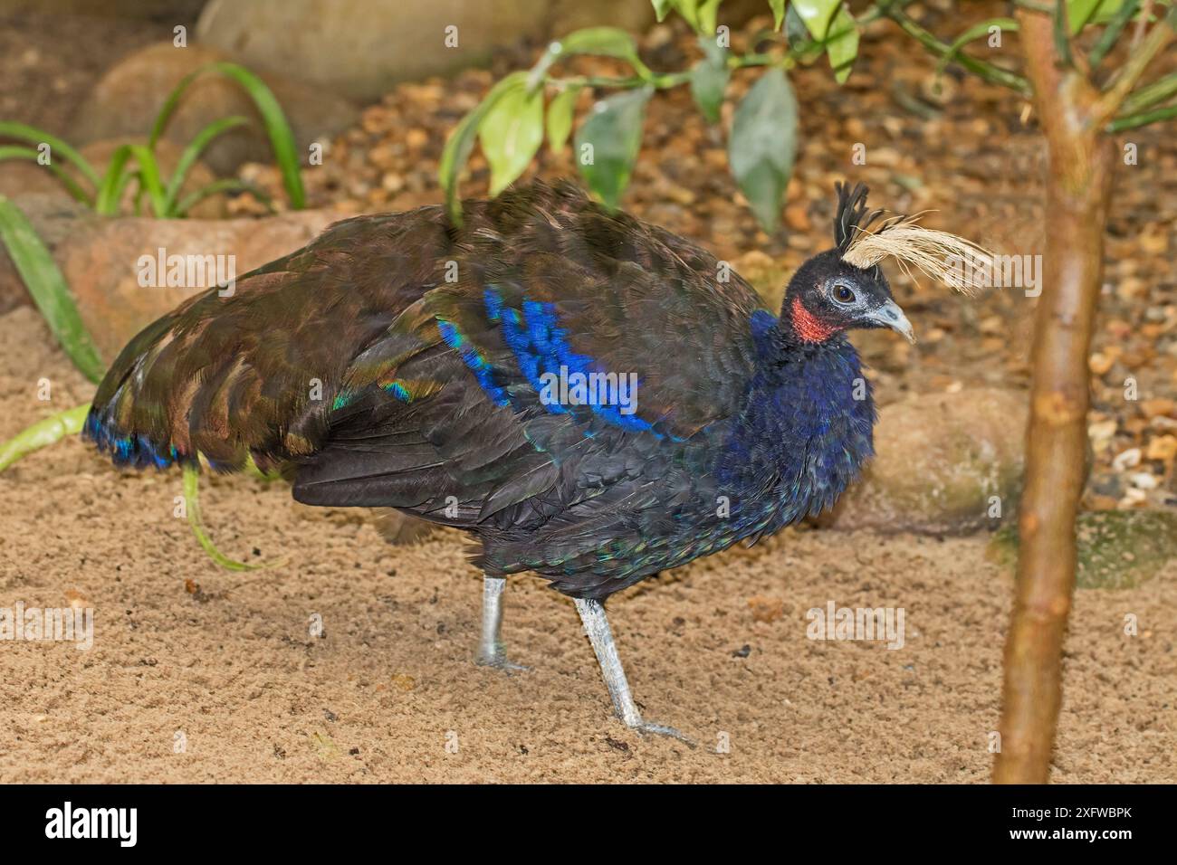 Congo peafowl (Afro congensis) male animal, captive occurs in the Congo ...