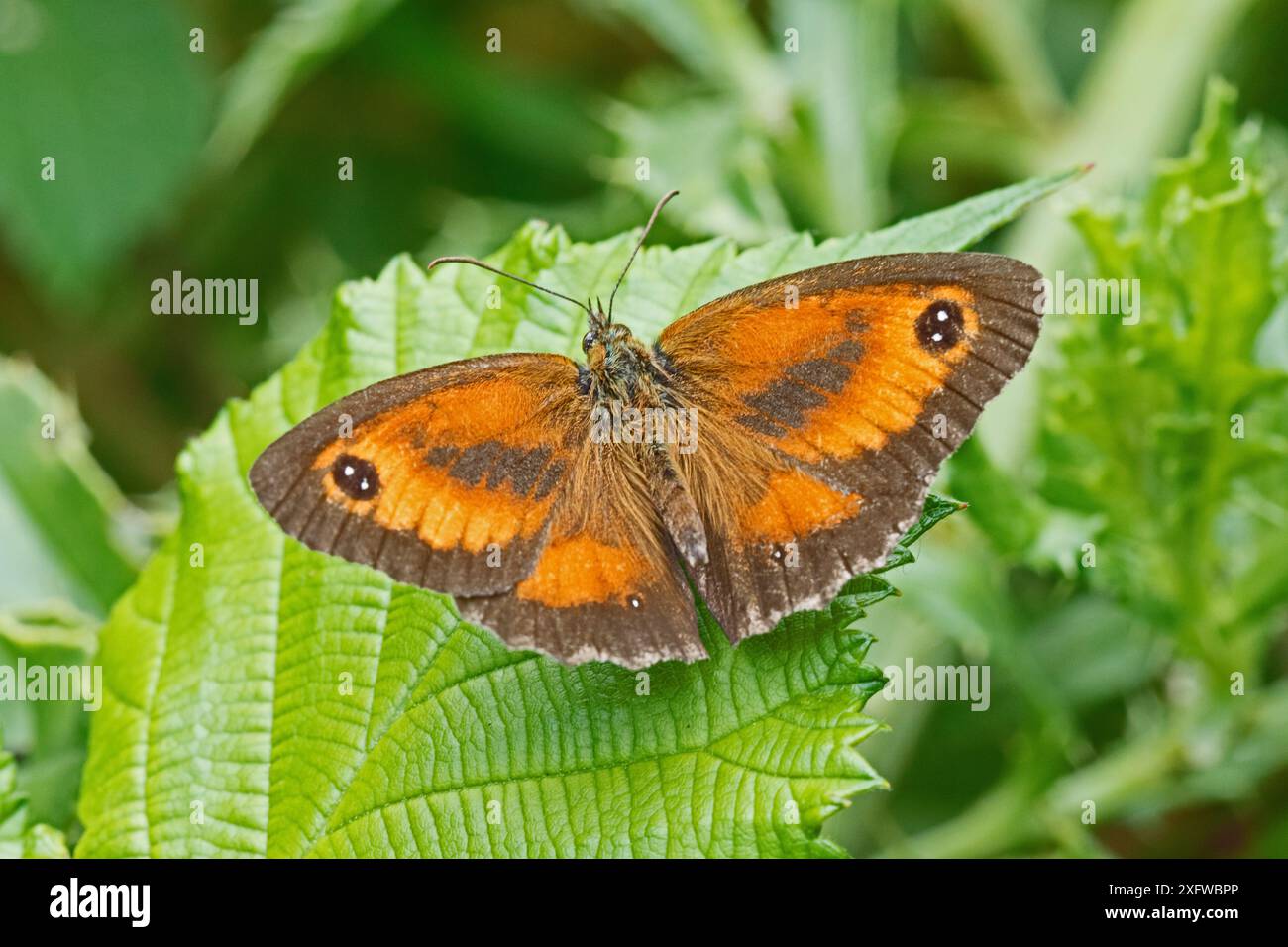 Gatekeeper butterfly (Pyronia tithonus) male animal, Brockley Cemetery ...