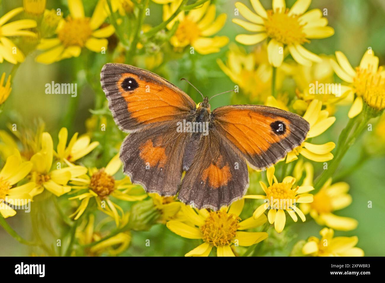 Gatekeeper (Pyronia tithonus) female animal feeding on common ragwort ...