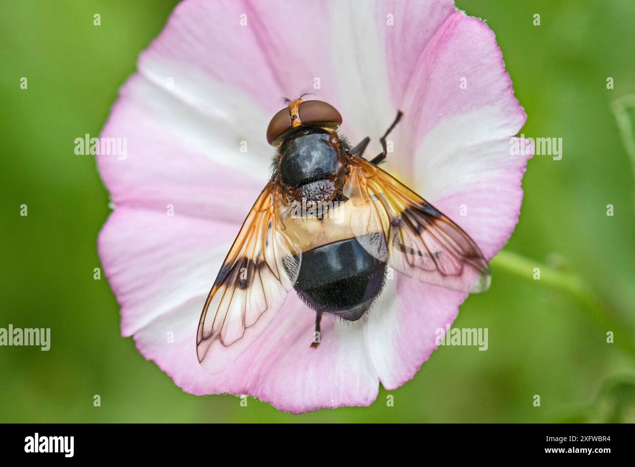 Great pied hoverfly (Volucella pellucens) feeding on field bindweed ...