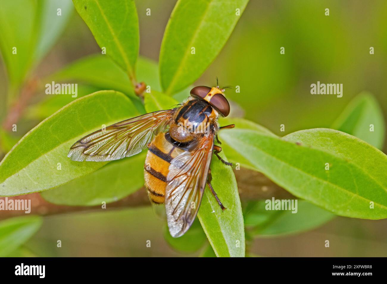 Hoverfly (Volucella inanis) female, wasp mimic, Hutchinson's Bank, New ...