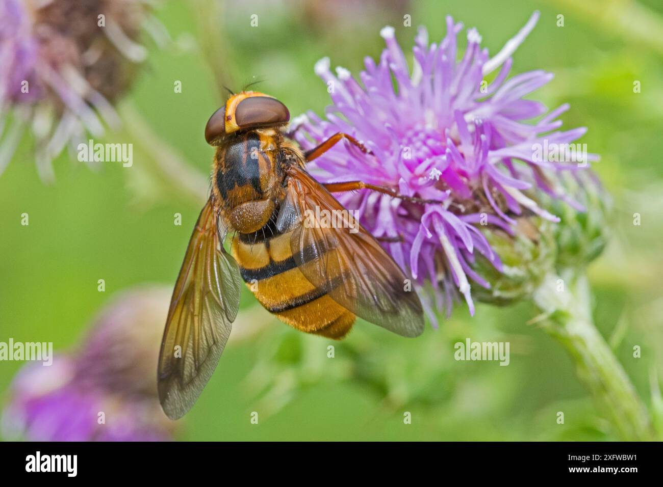 Hoverfly (Volucella inanis) female, wasp-mimic feeding on creeping thistle, Sutcliffe Park ...