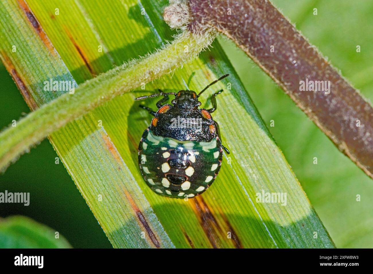 Southern green shieldbug (Nezara viridulae) 3rd instar, Rare species ...