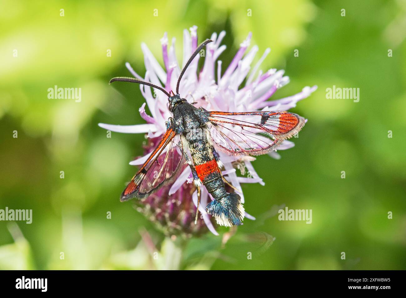 Red-tipped clearwing (Synanthedon formicaeformis) feeding on creeping ...
