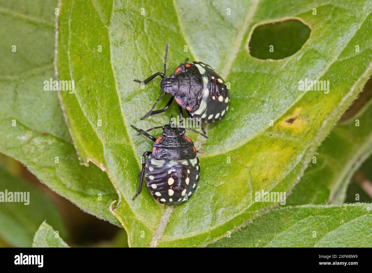 Southern green shieldbugs (Nezara viridula) mid instar nymphs Sutcliffe ...
