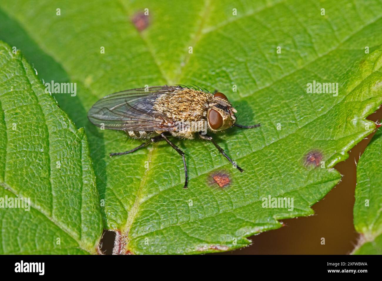 Cluster fly (Pollenia rudis) Brockley Cemetery, Lewisham, London ...